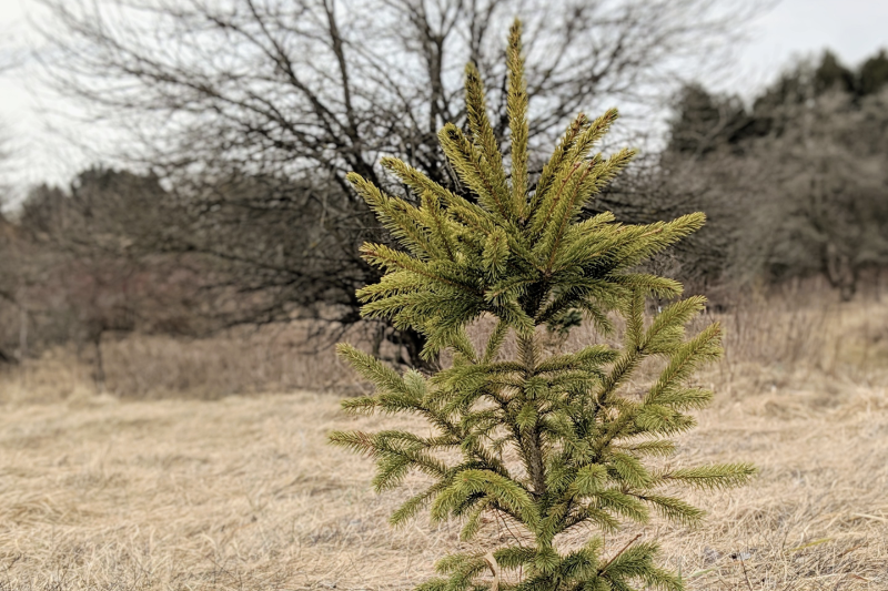 2025 Tree Planting - Friends of the Grand River