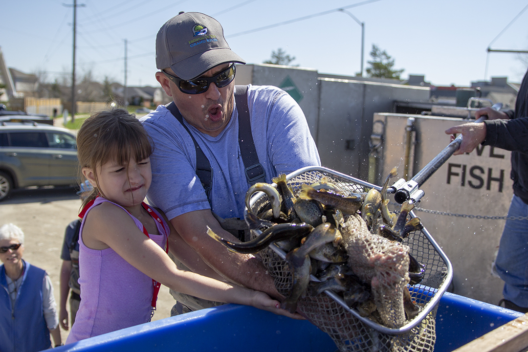 2025 Fish Stocking, Grand and Conestoga Rivers - Friends of the Grand River